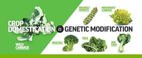 What are 5 crops domesticated by wild cabbage | GMO Answers